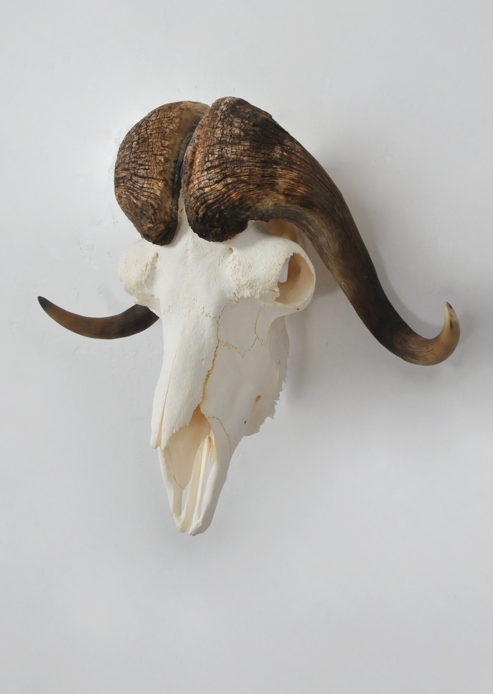 Large DEAD ON DISPLAY European Mount Skull Hanger Skull - Etsy