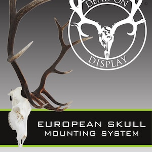 Large DEAD ON DISPLAY European Mount Skull Hanger | Skull Bracket - Etsy