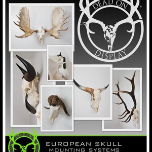 Large DEAD ON DISPLAY European Mount Skull Hanger | Skull Bracket - Etsy