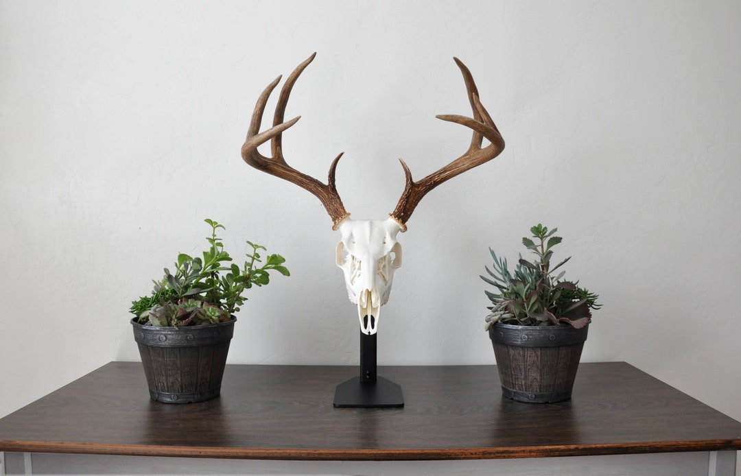 Desktop Dead on Display European Skull Mount Bracket - Etsy