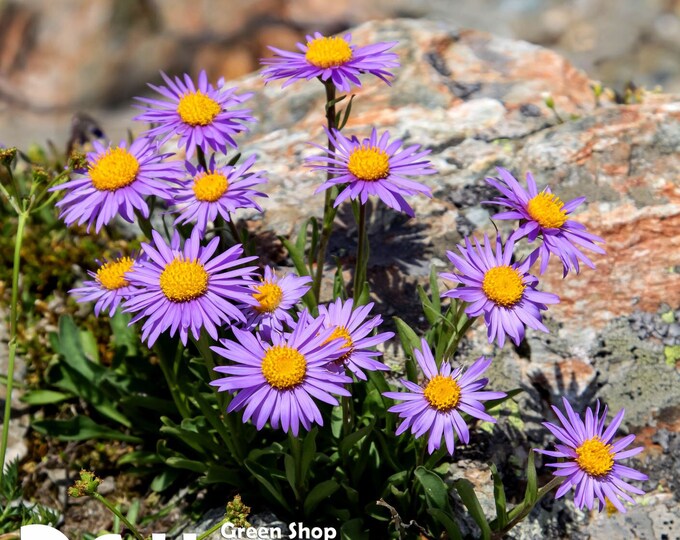 ALPINE ASTER Mixed COLOURS - 150 Seeds - Aster Alpinus - Rockery Flower ...