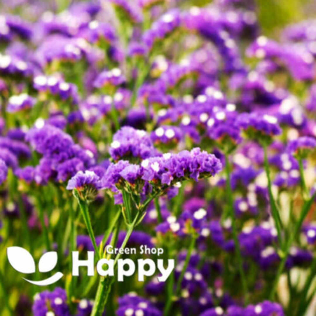 STATICE LILAC 100 Seeds SEA Lavender Limonium Sinuatum Dry Flower - Etsy UK
