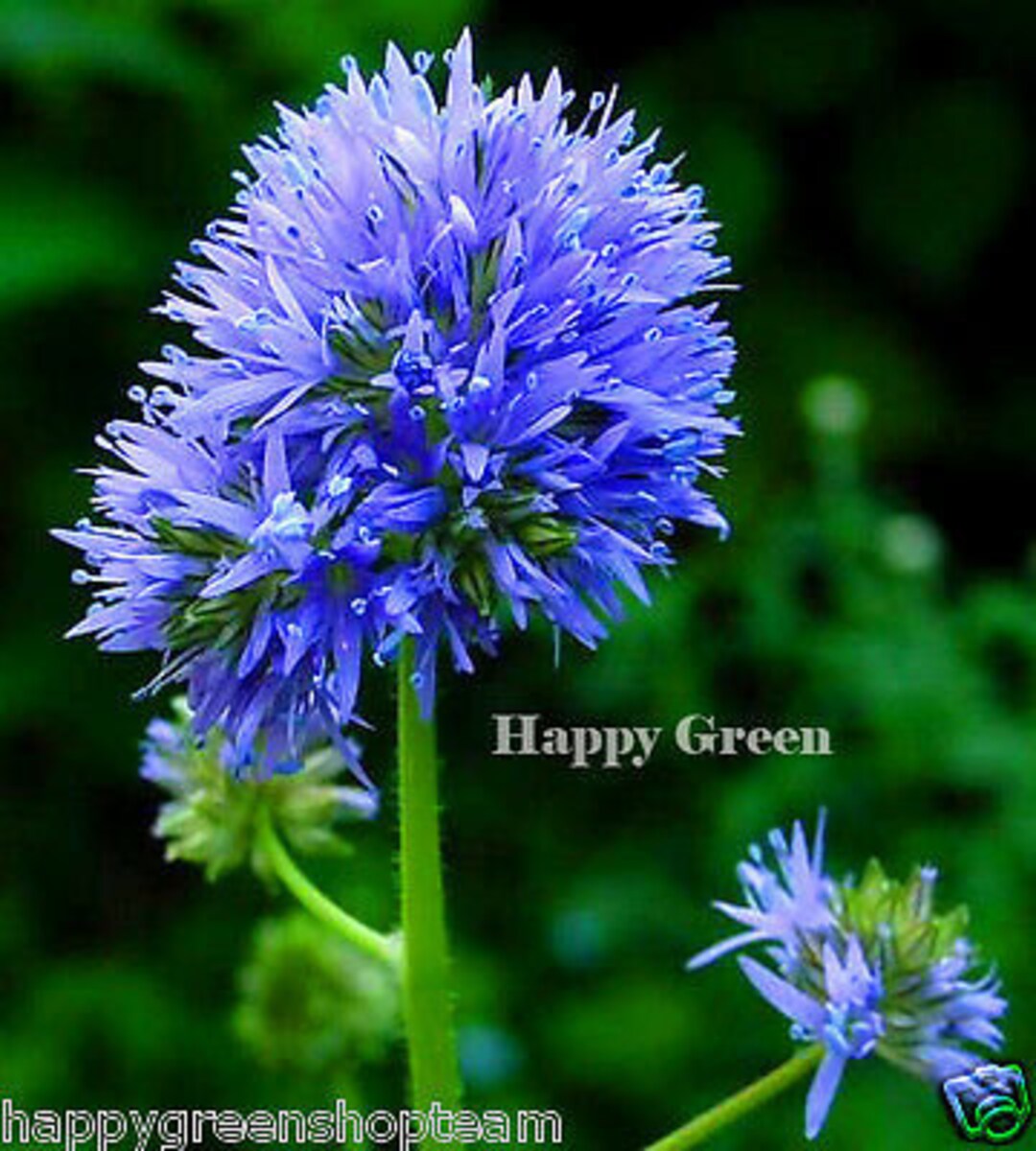 BLUEHEAD GILIA - 1000 SEEDS - Gilia Capitata - Annual Flower - Etsy UK