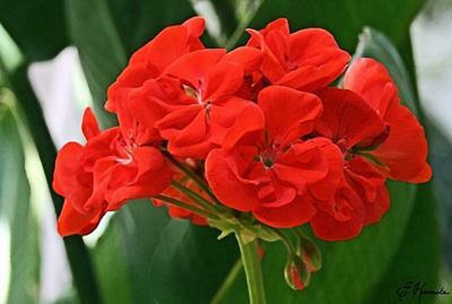 10 Seeds F2 BICOLOR RED GERANIUM Colorama Pelargonium Zonale - Etsy Canada