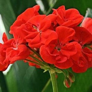 10 Seeds F2 BICOLOR RED GERANIUM Colorama Pelargonium Zonale - Etsy Canada