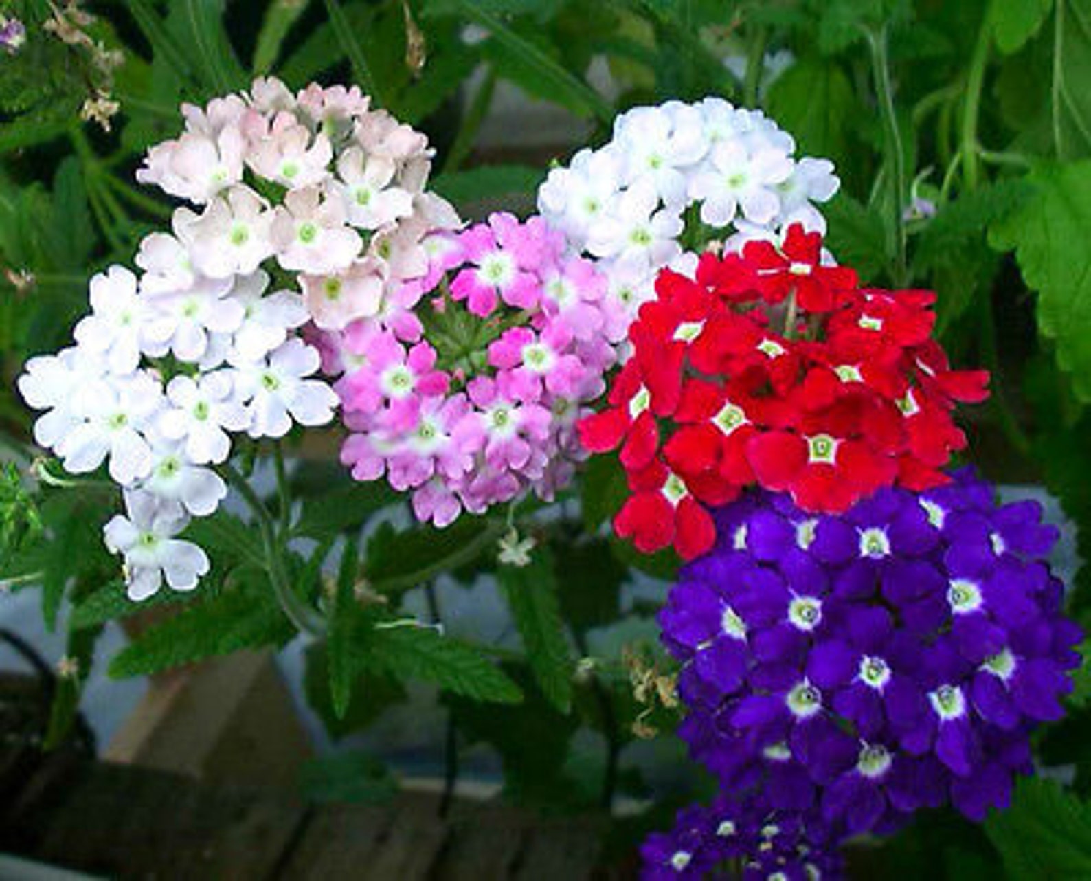 Verbena Florist Mix 200 SEEDS Verbena Hybrida FLOWER - Etsy