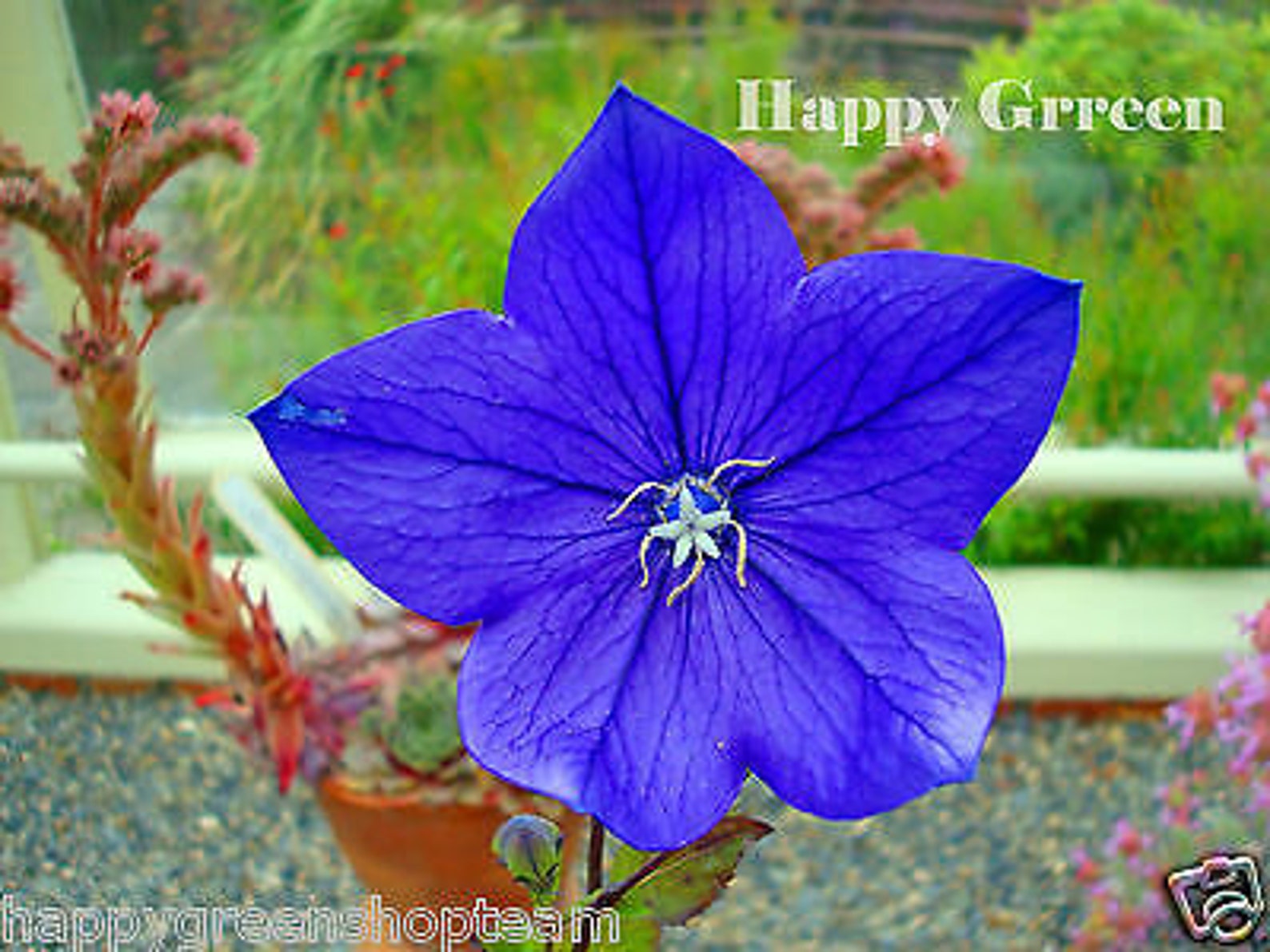 BALLOON FLOWER ASTRA Blue - 250 Seeds - Bellflower Platycodon ...
