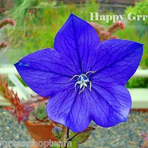 BALLOON FLOWER ASTRA Blue - 250 Seeds - Bellflower Platycodon ...