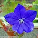 BALLOON FLOWER ASTRA Blue - 250 Seeds - Bellflower Platycodon ...