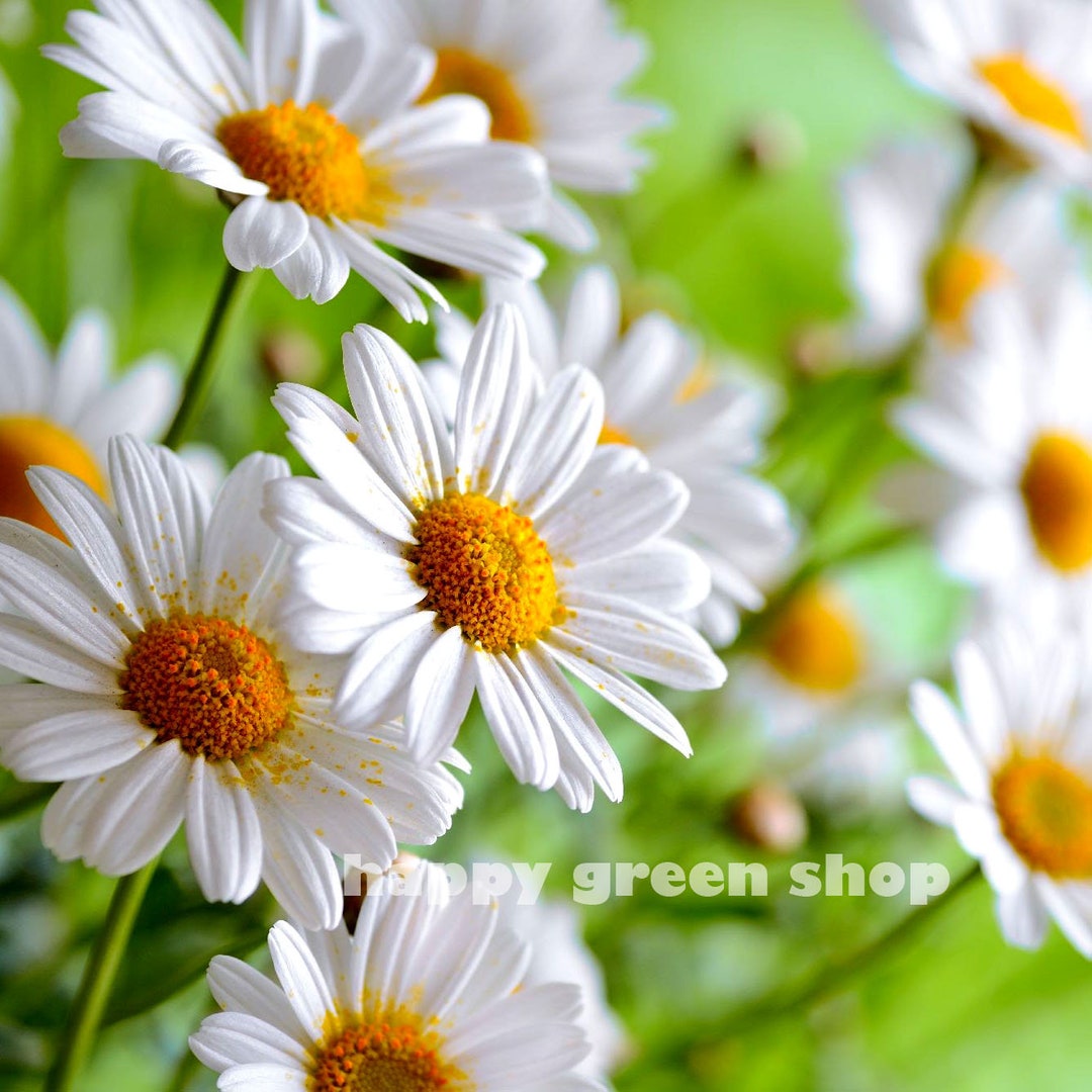 10 000 Seeds - German Chamomile - Mayweed - Marticaria Recuita - Etsy UK