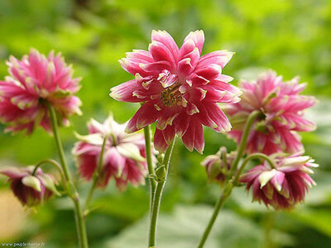 NORA BARLOW - COLUMBINE Pink - Aquilegia Vulgaris - 100 Seeds - Rare ...