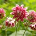 NORA BARLOW - COLUMBINE Pink - Aquilegia Vulgaris - 100 Seeds - Rare ...