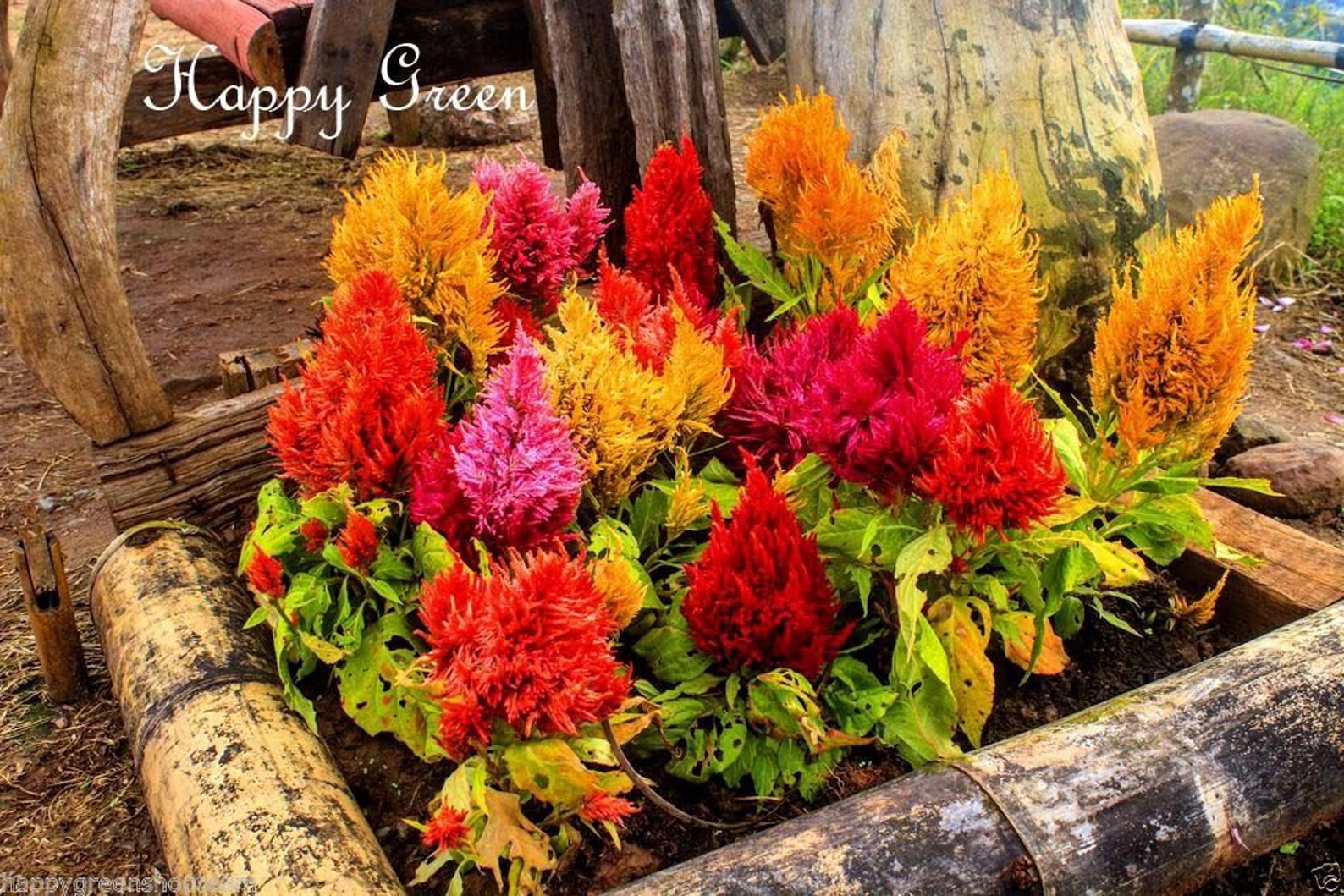 PLUMED COCKSCOMB TALL Mix 900 Seeds Celosia Argentea - Etsy UK