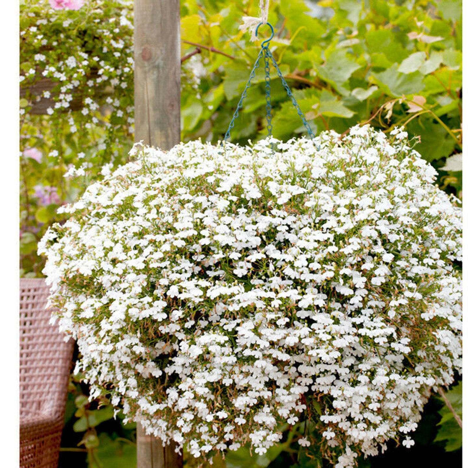 LOBELIA WHITE - 7000 Seeds - Trailing - Cascade Series - Lobelia ...