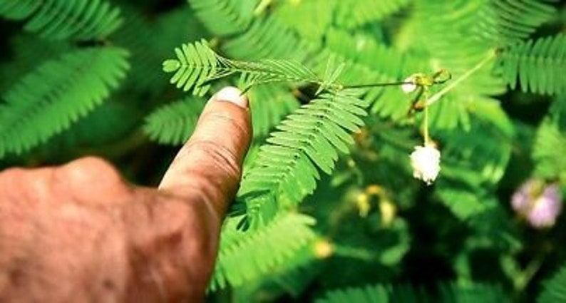 SENSITIVE PLANT 75 SEEDS Touch Me Not Mimosa Pudica - Etsy UK
