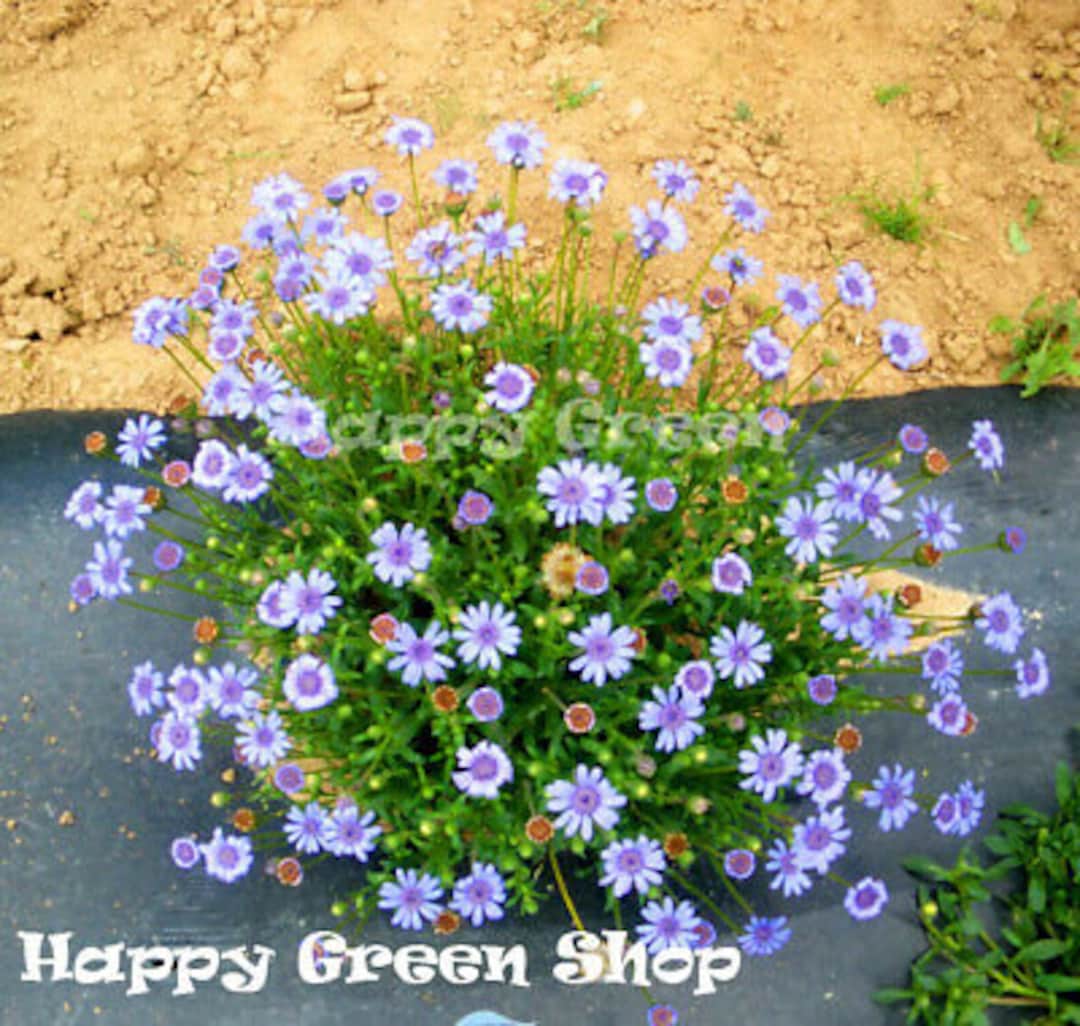 FELICIA - the Blue Blues Daisy - 110 Seeds - Felicia Heterophylla ...