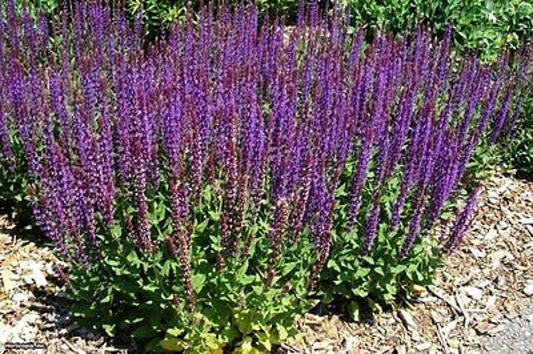 WOODLAND SAGE - Salvia Nemorosa - 200 Seeds - Perennial Flower - Etsy UK