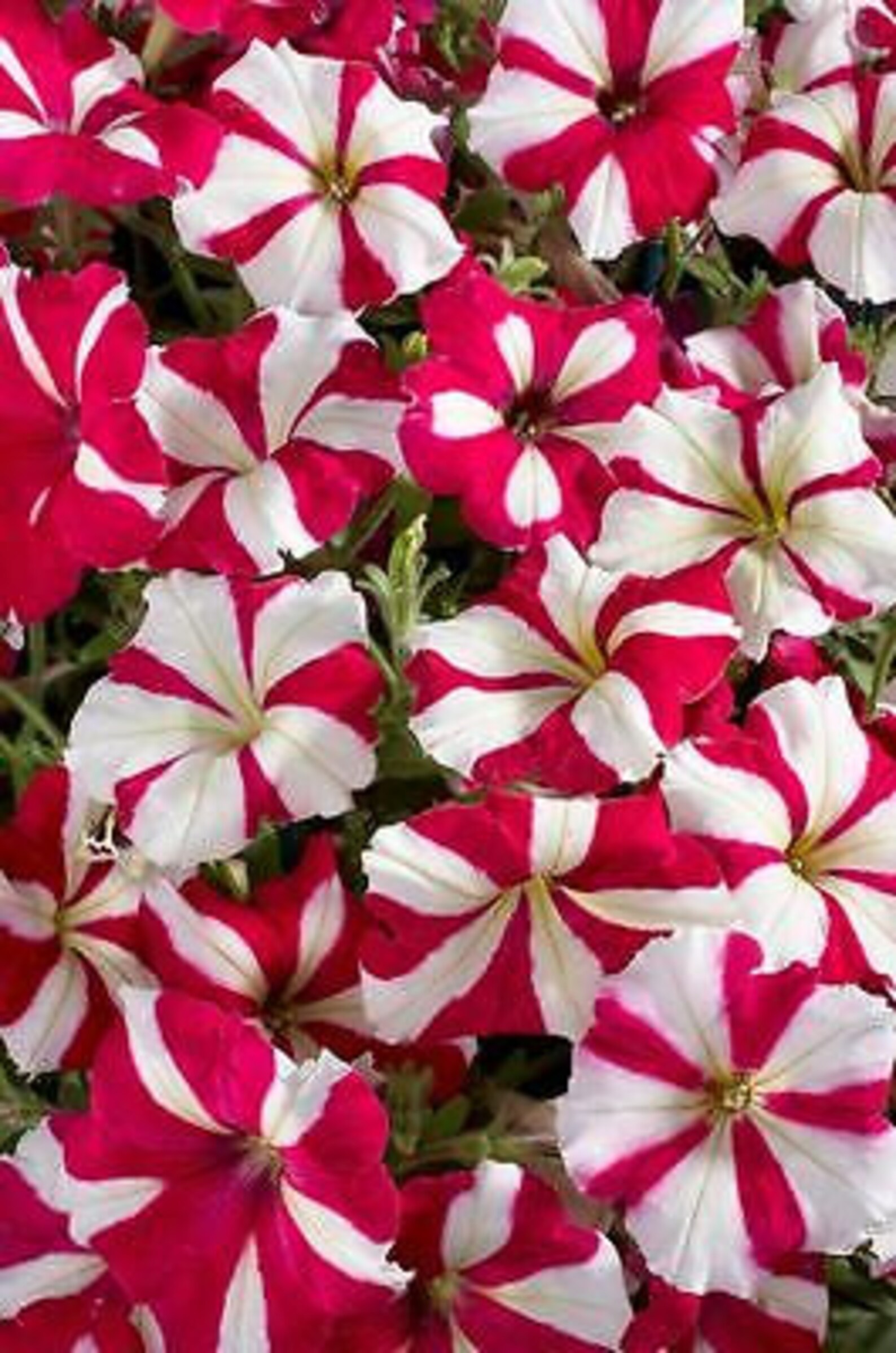 100 Seeds F2 PETUNIA STAR Mix Dwarf Petunia Compacta | Etsy