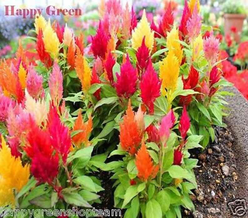 DWARF PLUMED COCKSCOMB Glitters Mixed 100 Seeds Celosia - Etsy