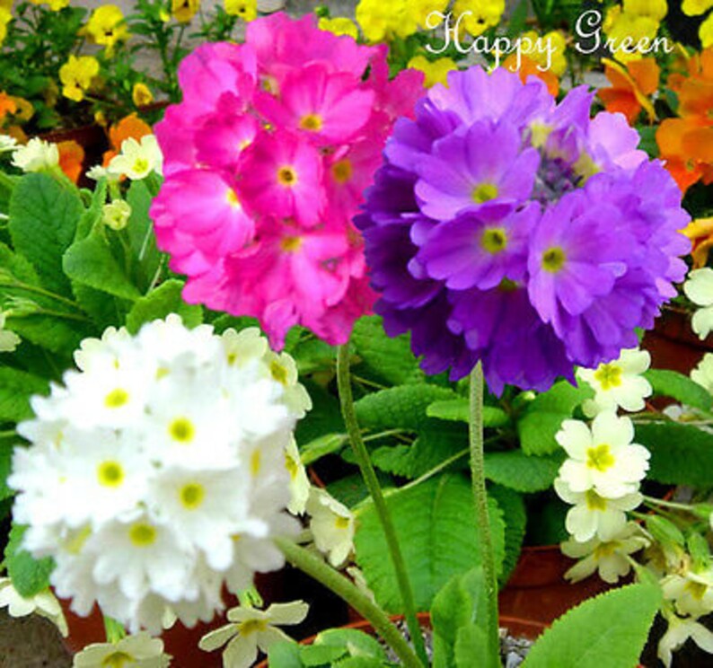 450 Seeds DRUMSTICK PRIMROSE Mix Primula Denticulata - Etsy