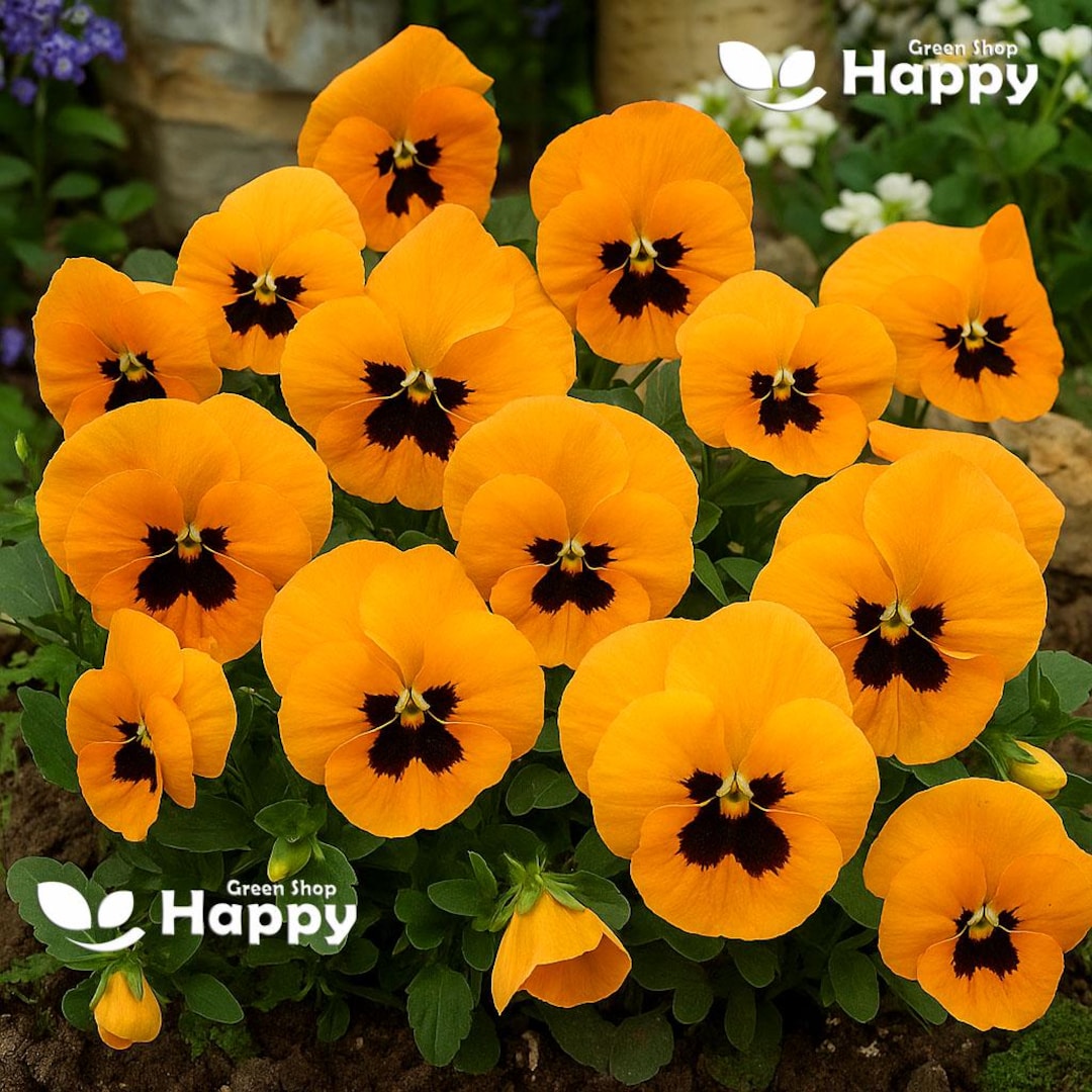 Pansy Flame - 150 Seeds - Orange With Blotch - Viola Wittrockiana ...