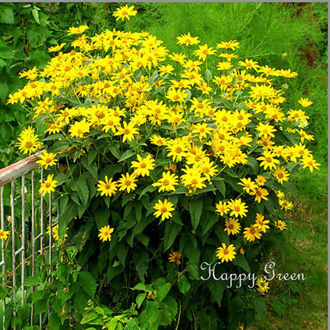 SUMMER SUN Heliopsis Scabra 100 Seeds Perennial Flower - Etsy