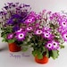 Cineraria Hybrida Dwarf Mix - Amigo Strain - 10 Seeds - Senecio ...
