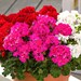 GERANIUM COLORAMA F2 MIX 10 Seeds Pelargonium Zonale - Etsy Canada