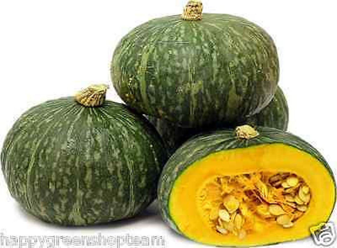 SQUASH - Kabocha Type - AMBAR - 15 Seeds - Japanese Squash - Etsy UK