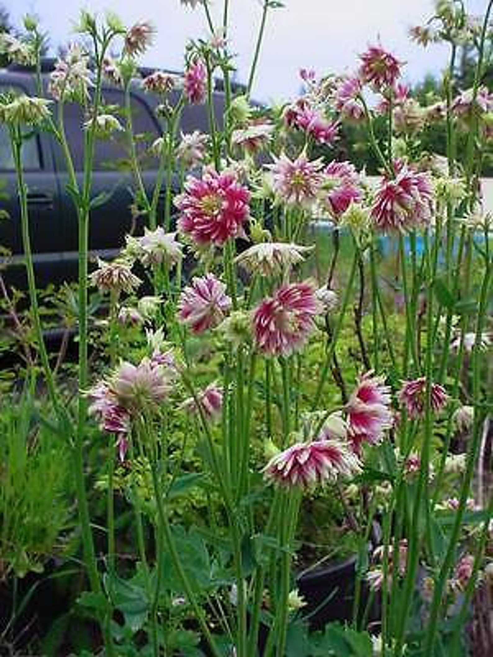 NORA BARLOW - COLUMBINE Pink - Aquilegia Vulgaris - 100 Seeds - Rare ...