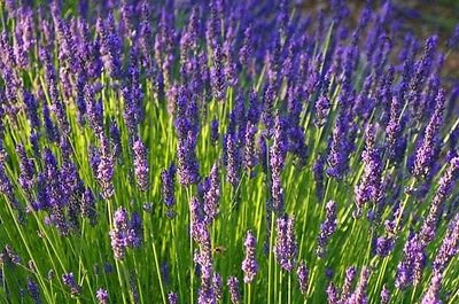 LAVENDER - 300 SEEDS - Lavandula Vera Angustifolia - Amazing Fragnant ...