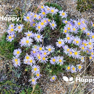 ALPINE ASTER Mixed COLOURS 150 Seeds Aster Alpinus Rockery Flower - Etsy