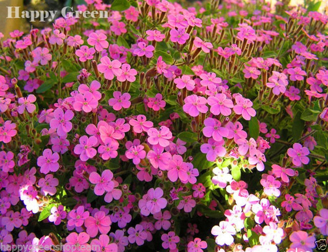 Tumbling Ted SOAPWORT – SAPONARIA OCYMOIDES - 700 Seeds - Trailing ...