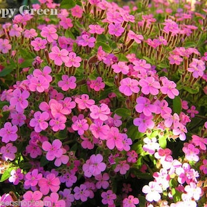 Tumbling Ted SOAPWORT – SAPONARIA OCYMOIDES - 700 Seeds - Trailing ...