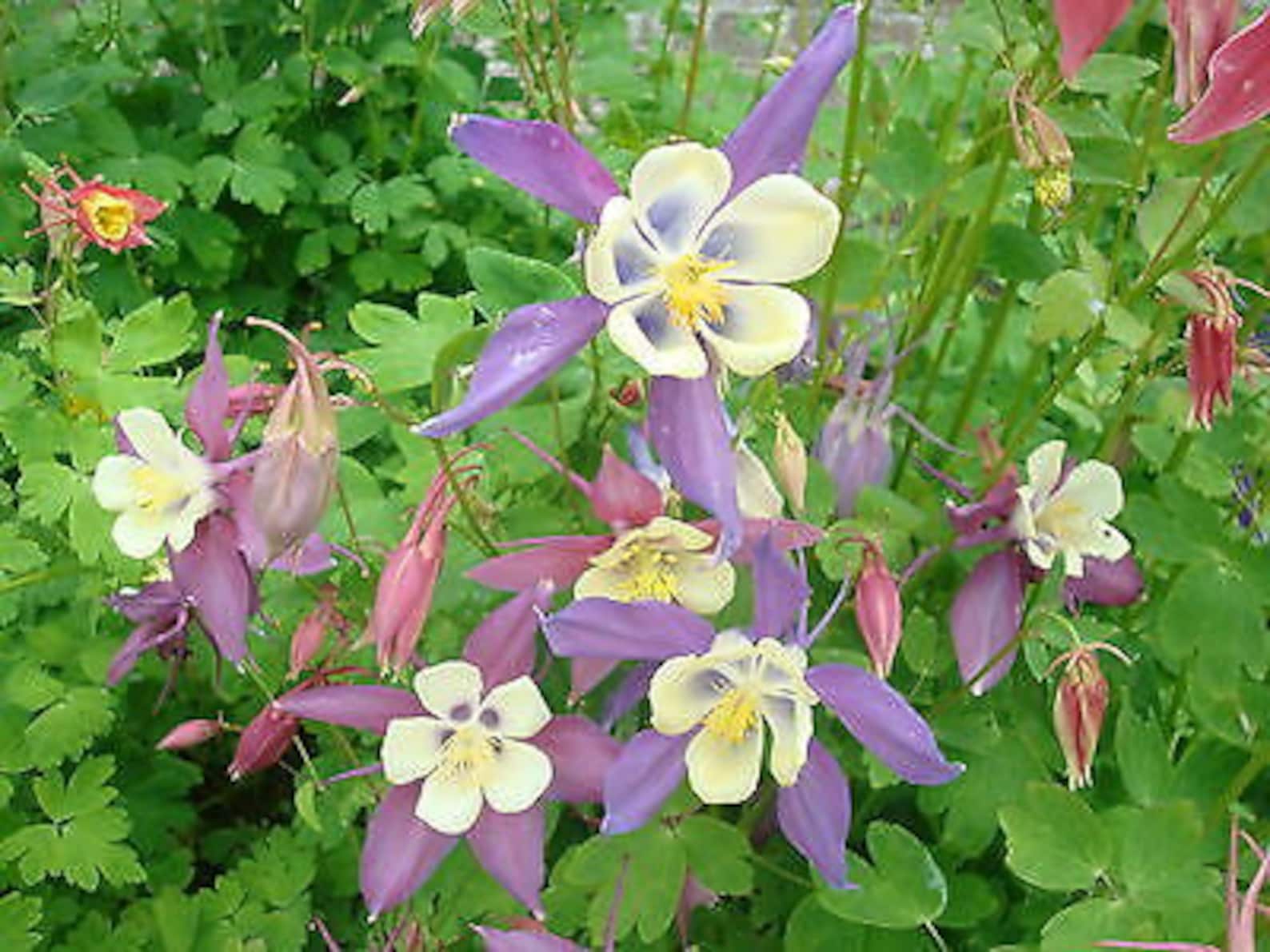 COLUMBINE MIX - Mrs Scott Elliott - 250 Seeds - Aquilegia Caerulea ...