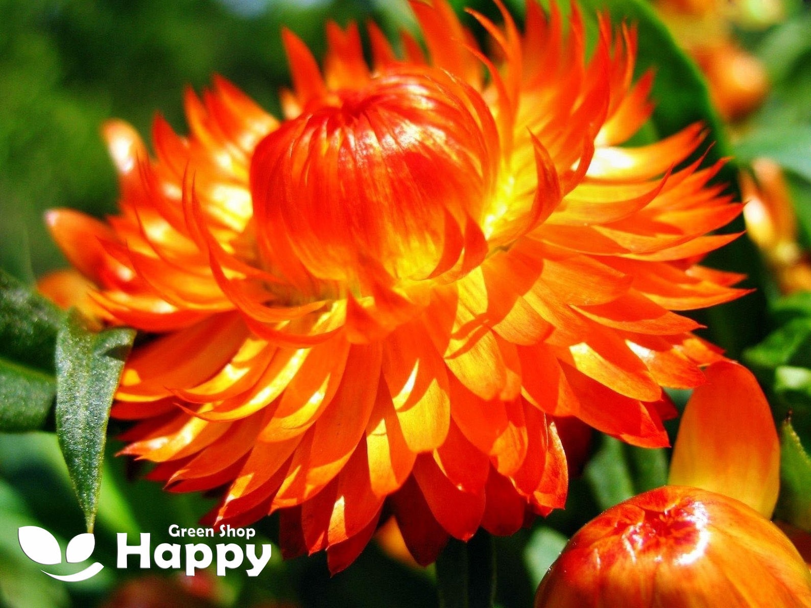 STRAWFLOWER Orange 900 Seeds Helichrysum Bracteatum - Etsy