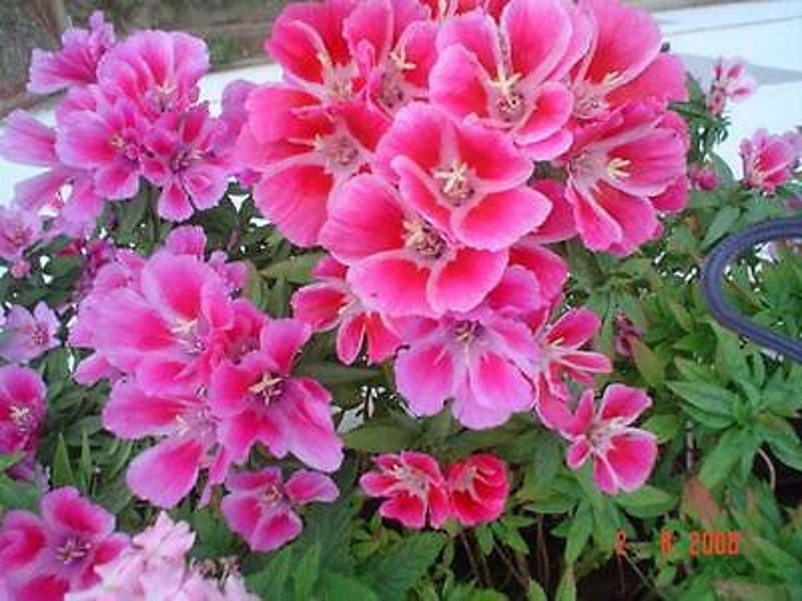 Godetia Monarch Mixed - 2000 Seeds - CLARKIA AMOENA - Godetia ...