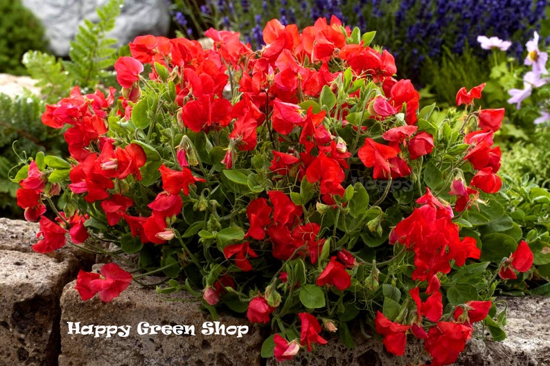 Sweet Pea Dwarf Scarlet 20 Seeds Lathyrus Odoratus - Etsy