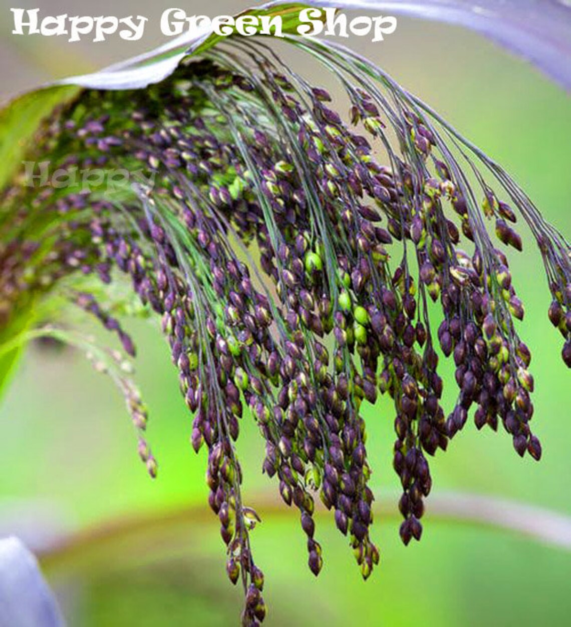Ornamental Grass VIOLET PANIC GRASS Millet 700 Seeds - Etsy