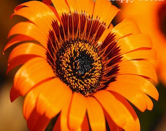 50 WHITE Zulu Prince CAPE DAISY Venidium Fastuosum Alba Flower Seeds - Etsy