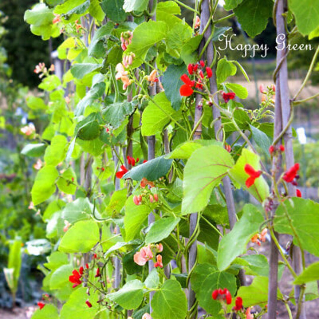 RUNNER BEAN Mixed 15 Seeds Phaseolus Coccineus Climber VEGETABLE - Etsy