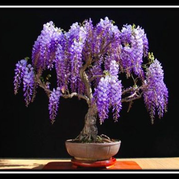 Jacaranda Plant Bonsai - Etsy UK