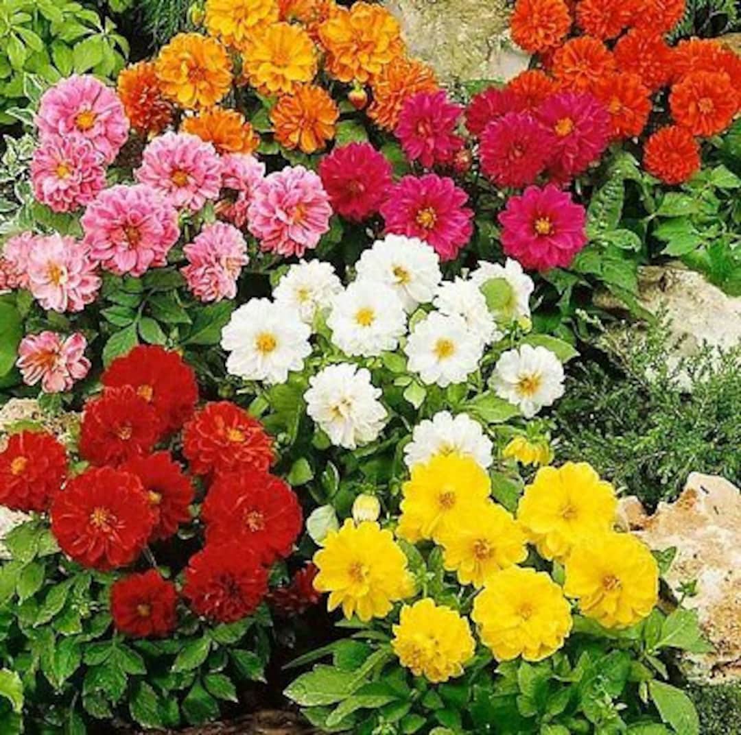 Dahlia Variabilis Opera Dwarf Double Mixed - 60 Seeds - BORDER - POT ...