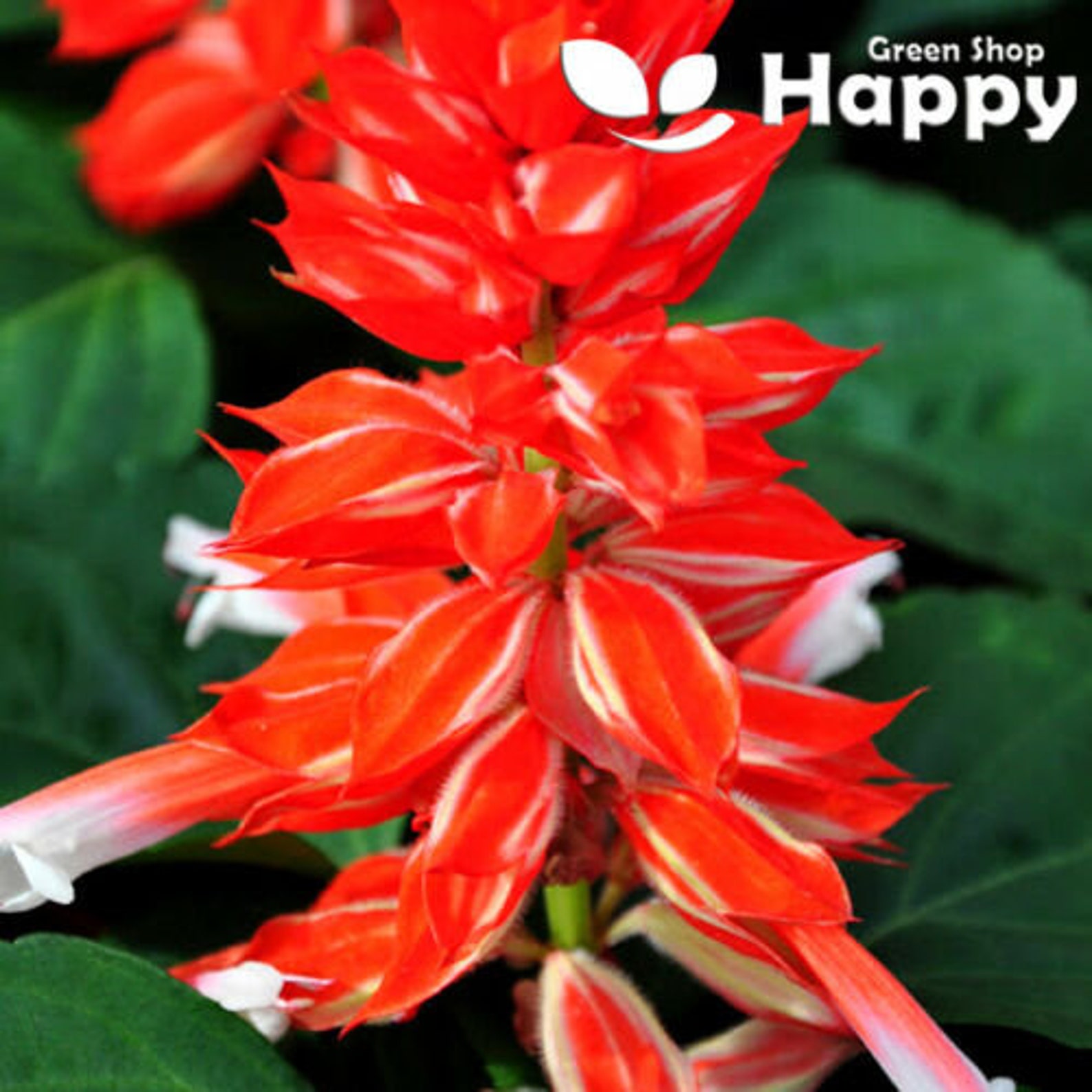 Sage Scarlet-orange Bicolor 15 Seeds Salvia Splendens | Etsy