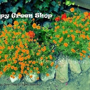 Signet Marigold Mixed Gem - Tagetes Tenuifolia - 300 Seeds - Balcony ...