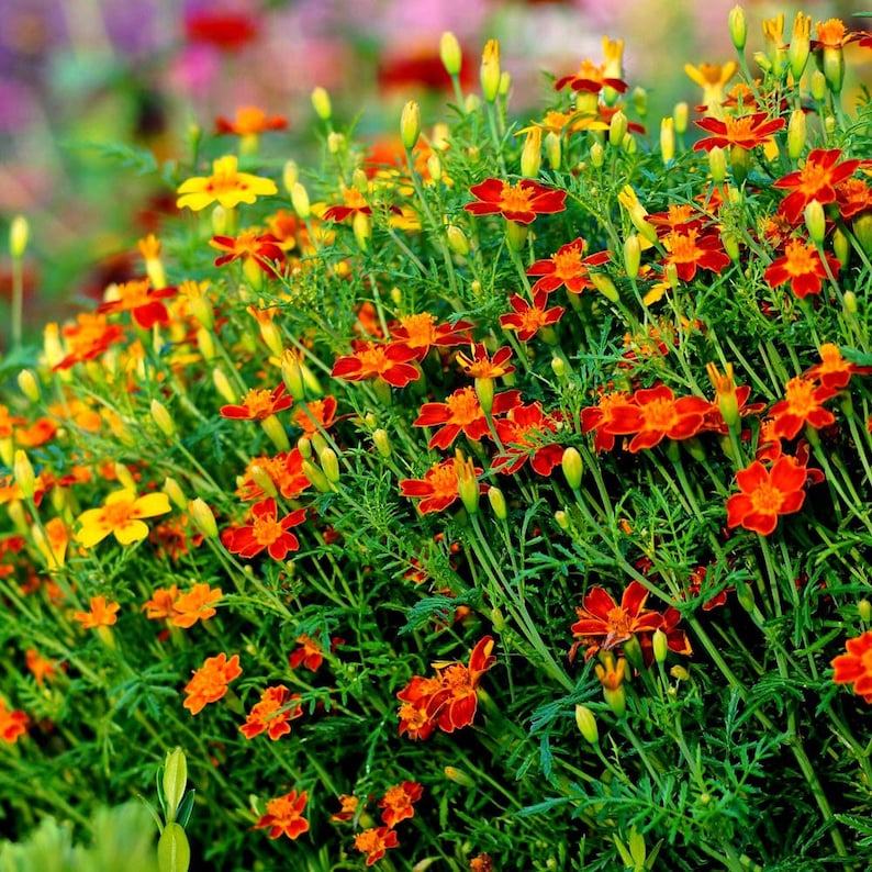 Signet Marigold - RED GEM PAPRICA - 450 Seeds - Tagetes Tenuifolia ...