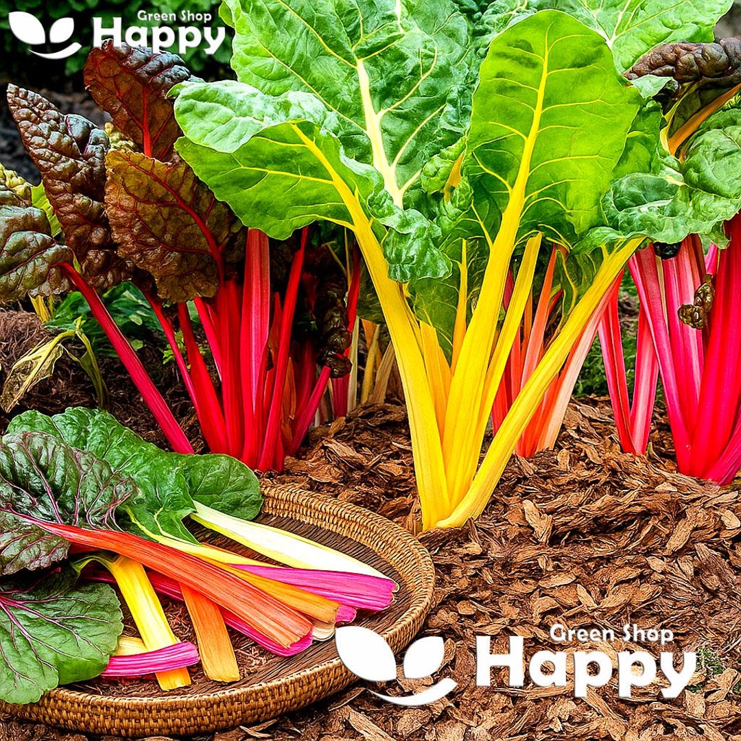 Vegetable Swiss Chard Rainbow Mixed - 200 Seeds - Pink Red Yellow ...