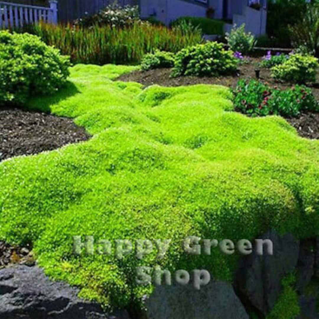 IRISH MOSS - 1000 Seeds - Sagina Subulata - Heath Pearlwort Lawn ...