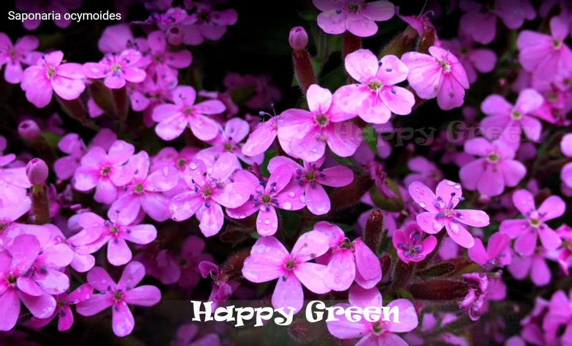 Tumbling Ted SOAPWORT – SAPONARIA OCYMOIDES - 700 Seeds - Trailing ...