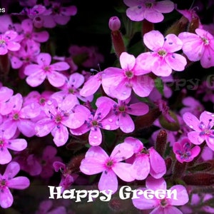 Tumbling Ted SOAPWORT – SAPONARIA OCYMOIDES - 700 Seeds - Trailing ...